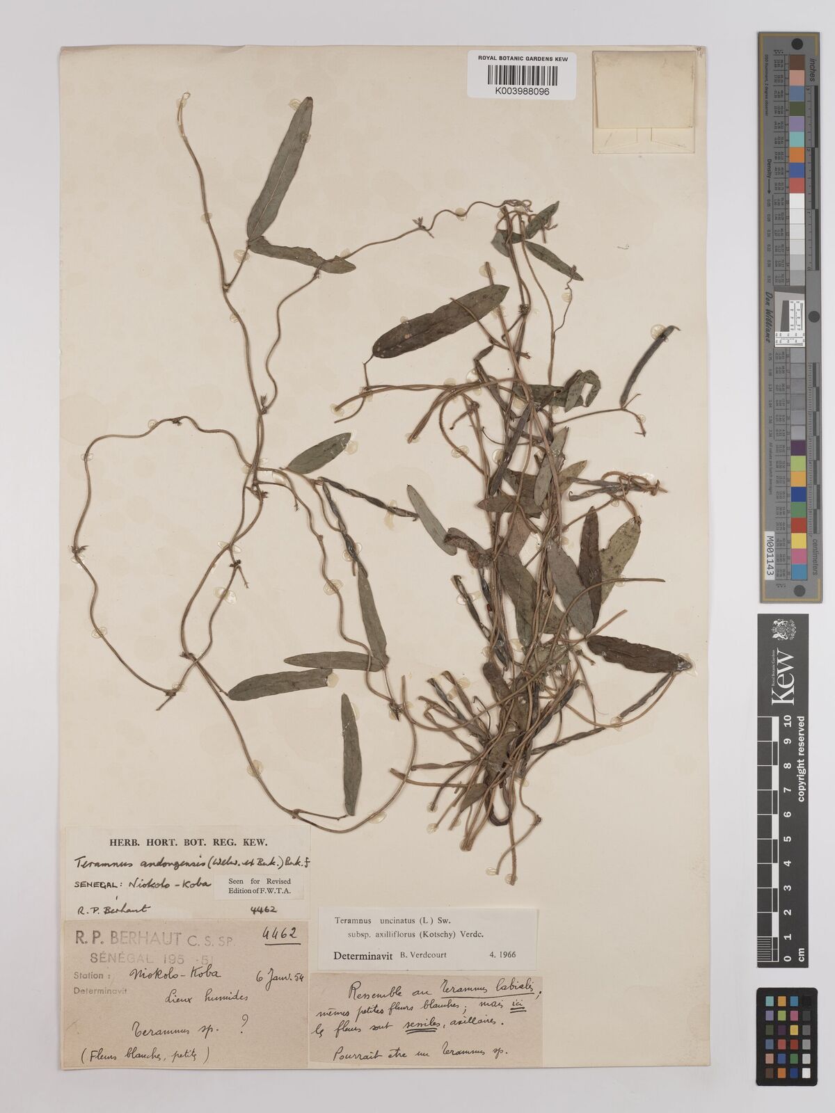 Teramnus uncinatus subsp. axilliflorus (Kotschy) Verdc. | Plants of the ...