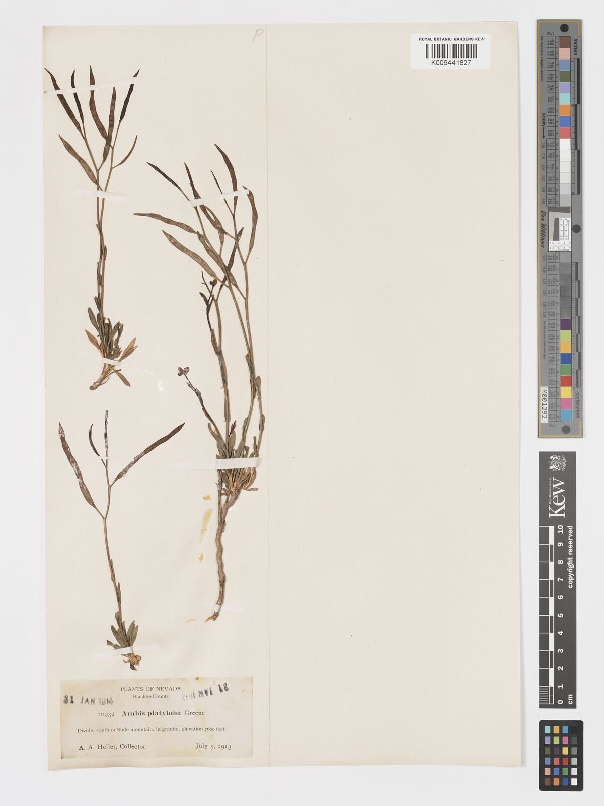 Boechera howellii (S.Watson) Windham & Al-Shehbaz | Plants of the World ...