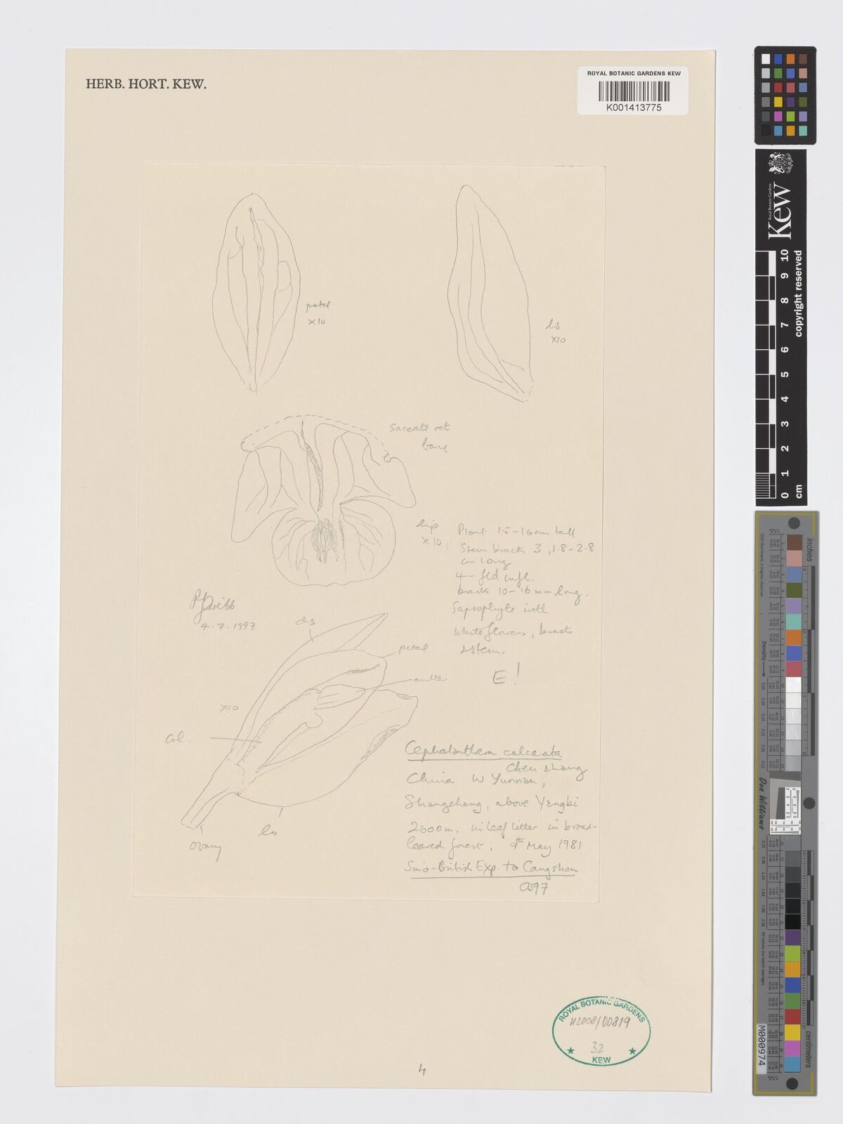 Cephalanthera calcarata S.C.Chen & K.Y.Lang | Plants of the World ...