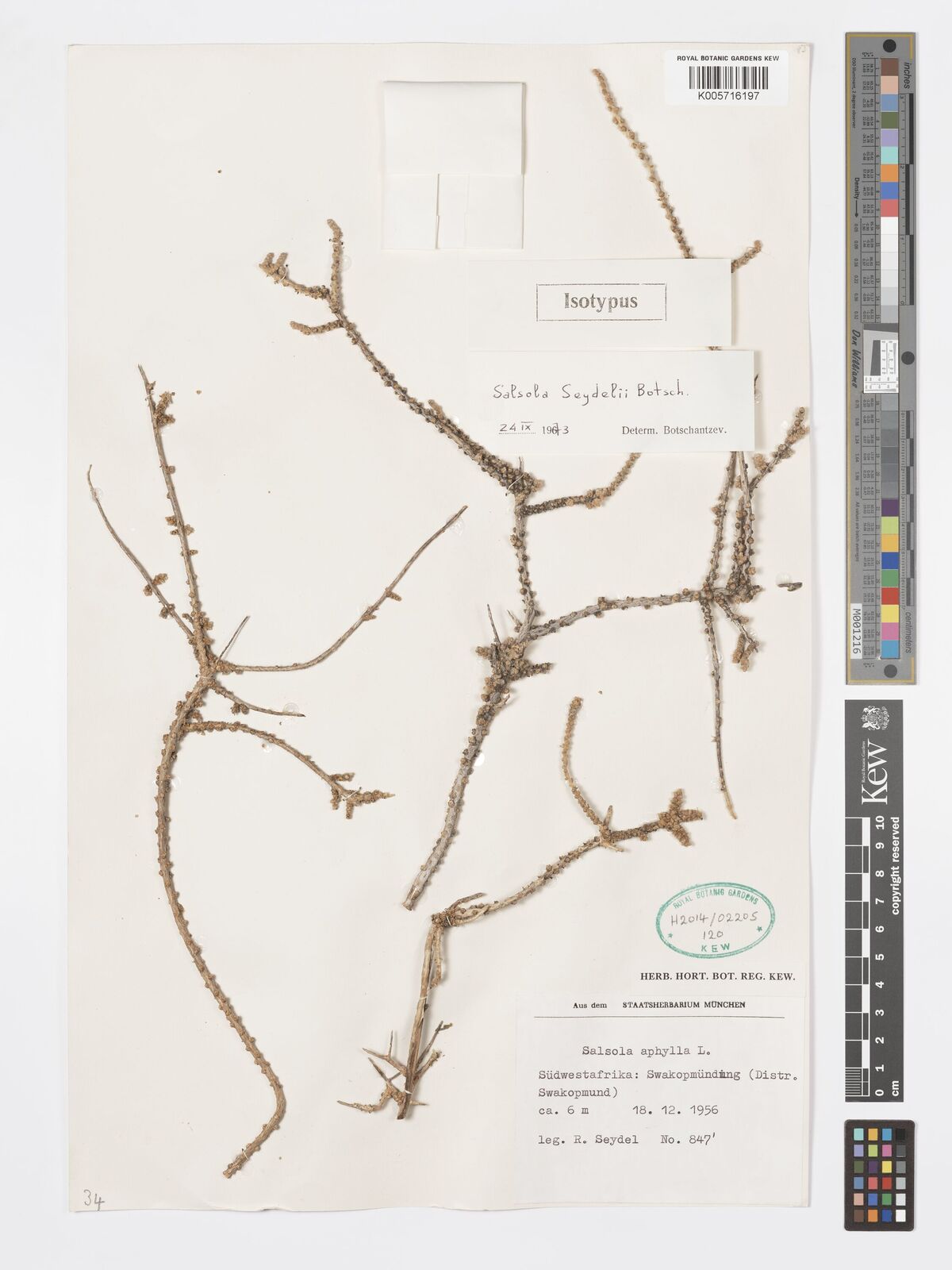 Caroxylon seydelii (Botsch.) Mucina | Plants of the World Online | Kew ...