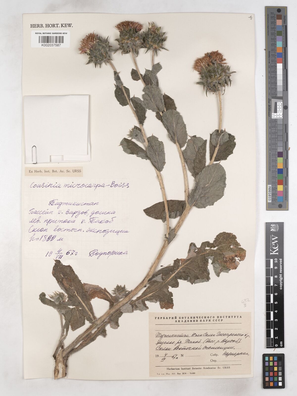 Cousinia microcarpa Boiss. | Plants of the World Online | Kew Science