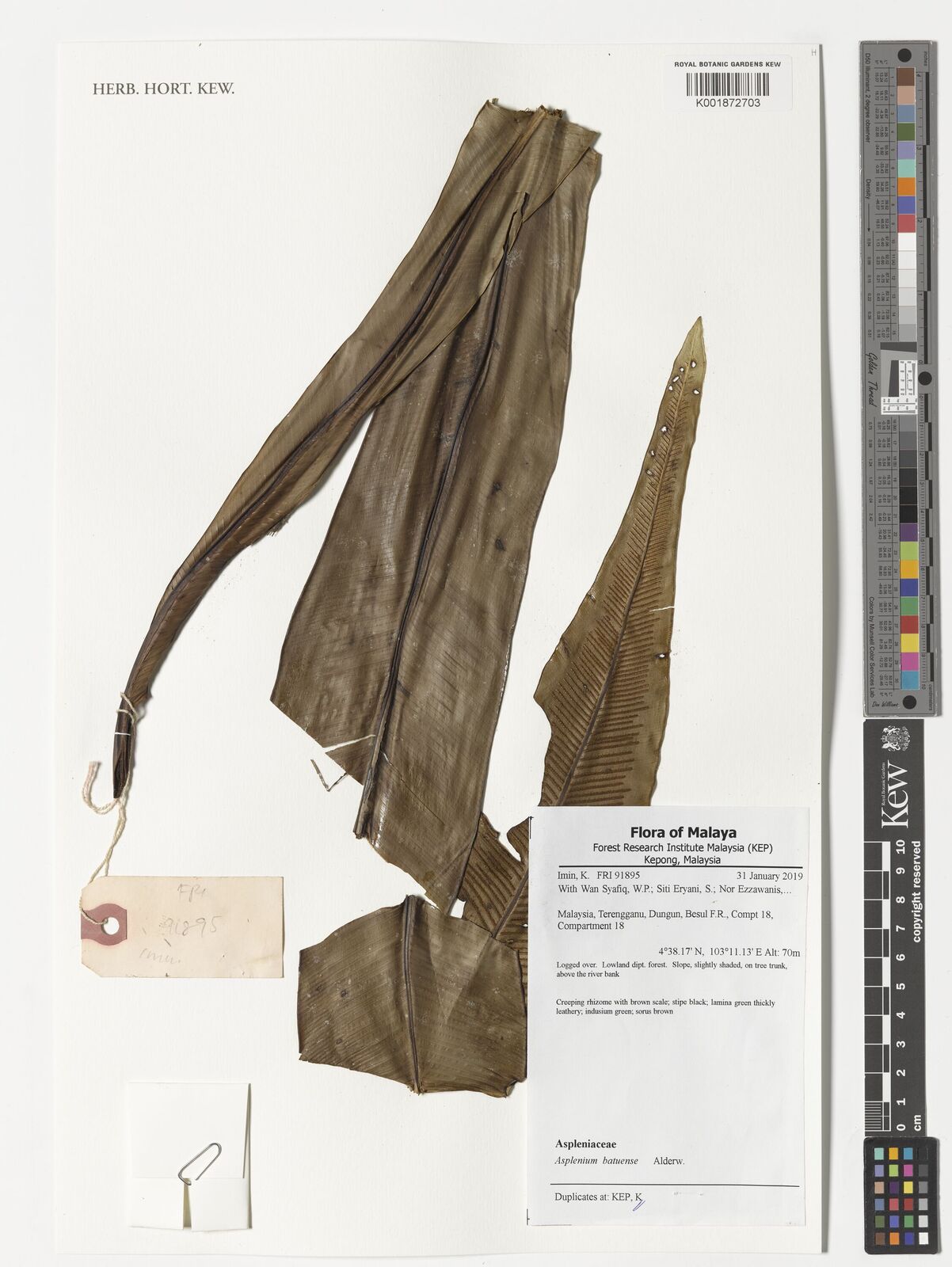 Asplenium batuense Alderw. | Plants of the World Online | Kew Science