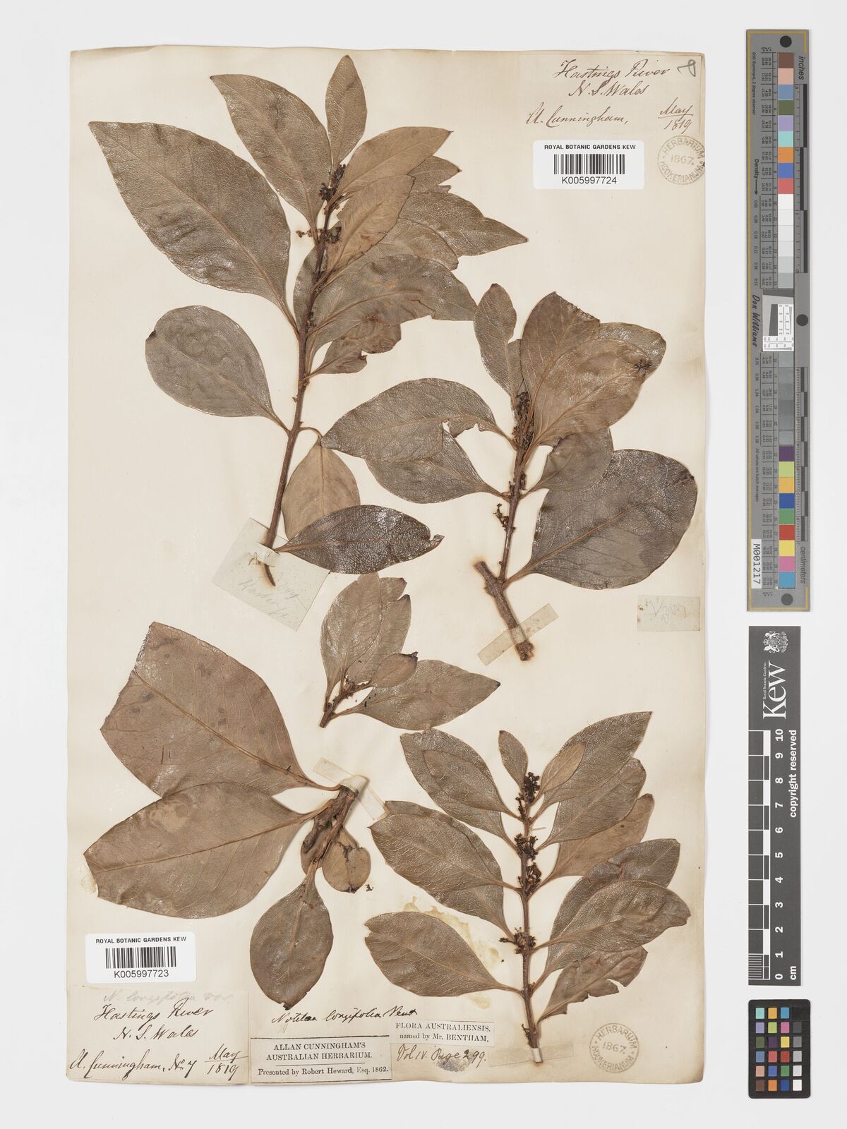 Notelaea Vent. | Plants of the World Online | Kew Science