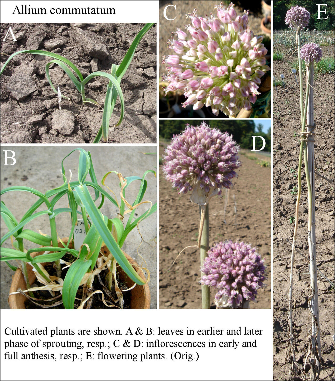 Allium commutatum Guss. | Plants of the World Online | Kew Science