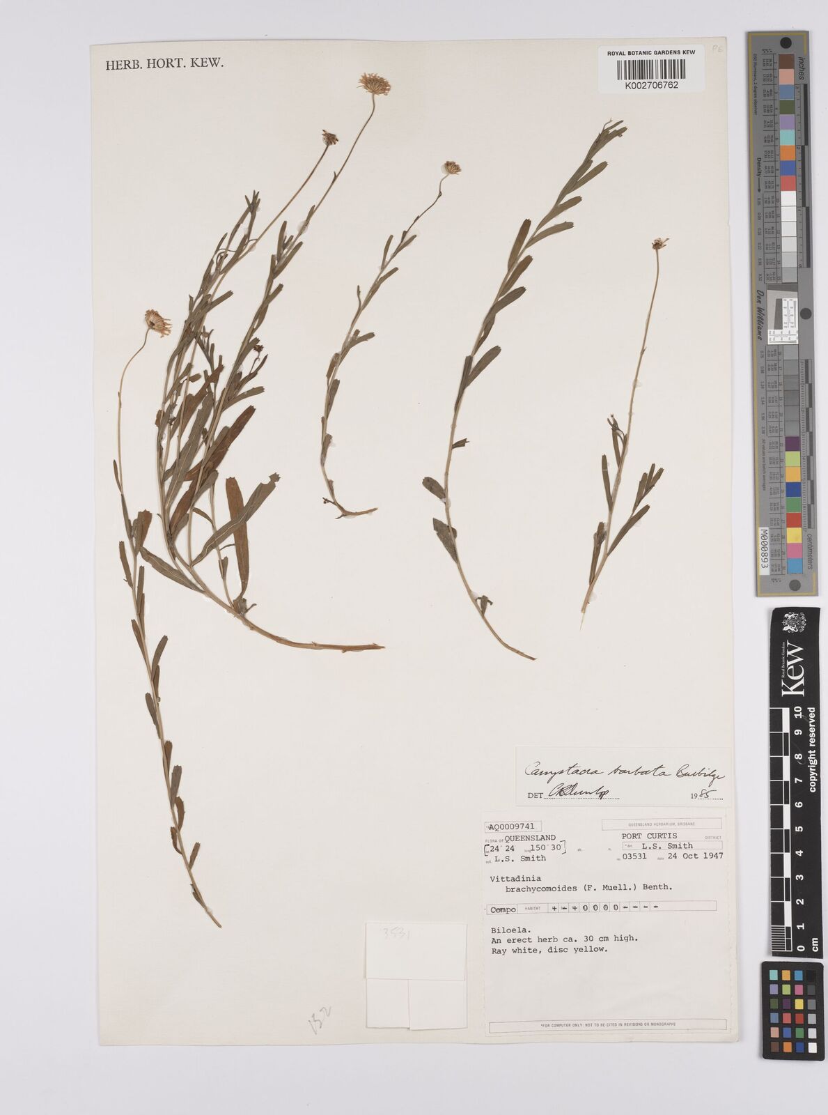 Camptacra barbata N.T.Burb. | Plants of the World Online | Kew Science