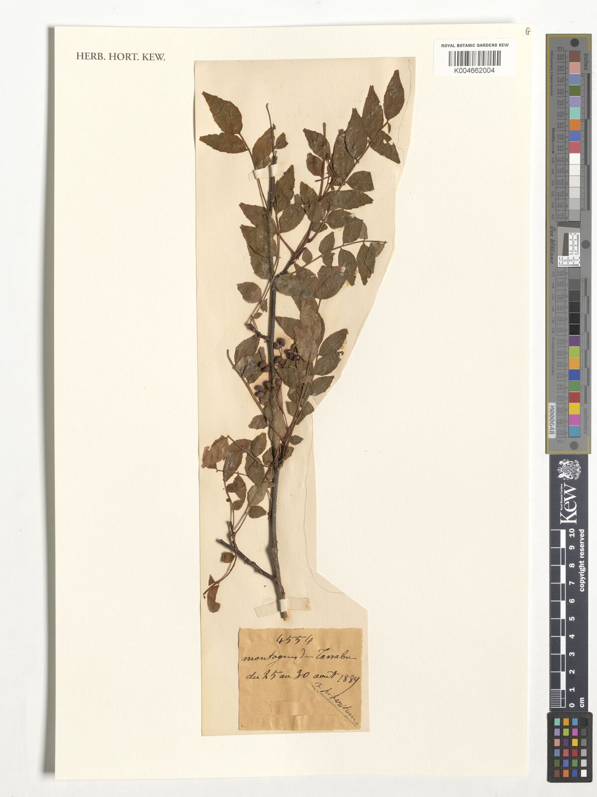 Zanthoxylum piperitum (L.) DC. | Plants of the World Online | Kew Science