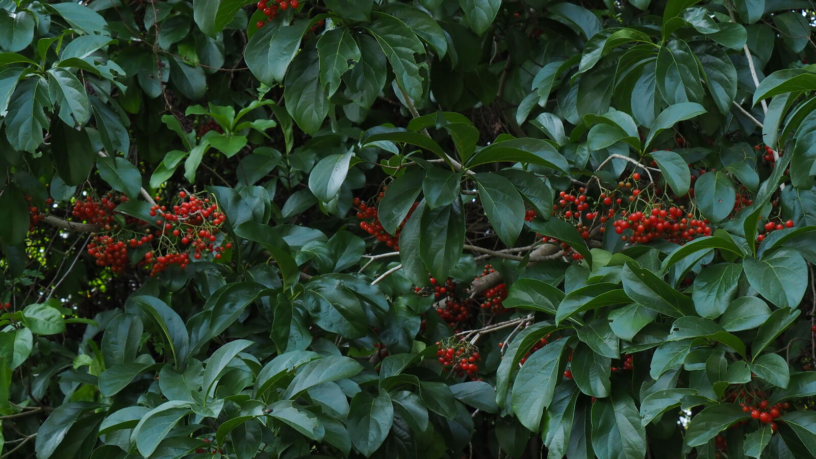 Cordia collococca L. | Plants of the World Online | Kew Science