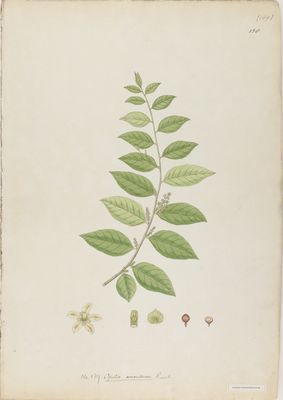 Opilia amentacea Roxb. | Plants of the World Online | Kew Science