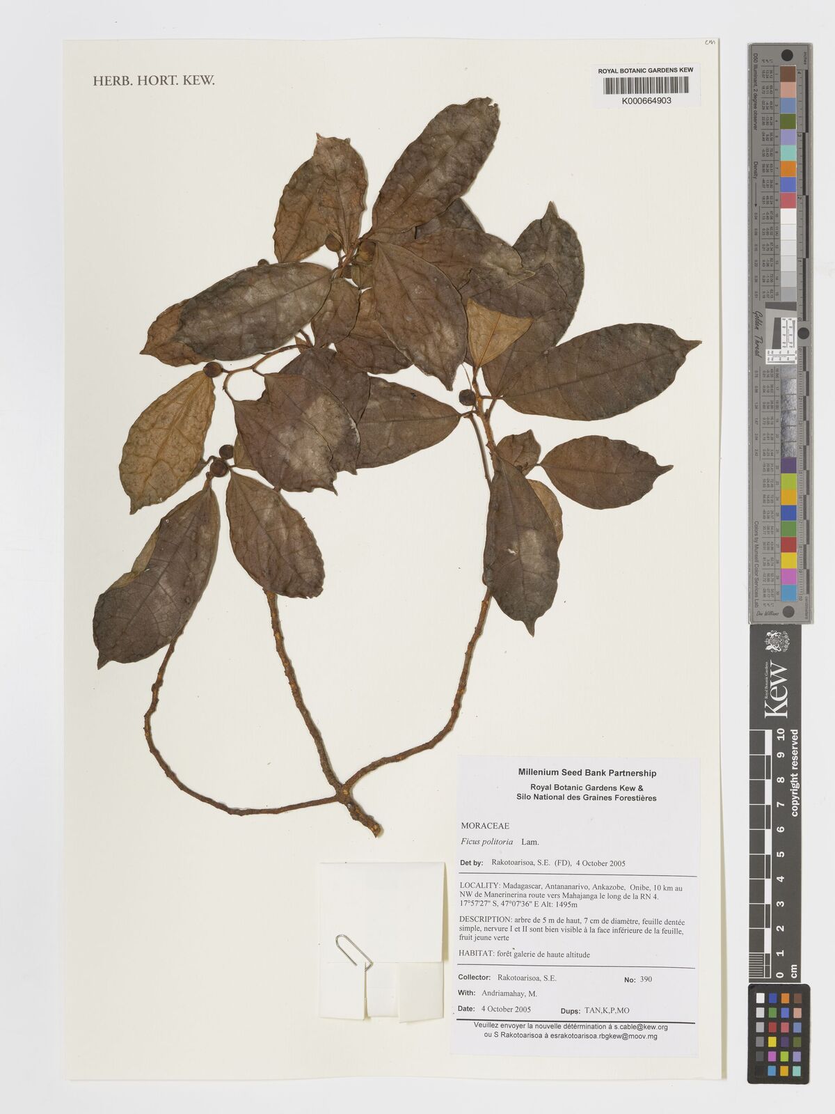 Ficus politoria Lam. | Plants of the World Online | Kew Science