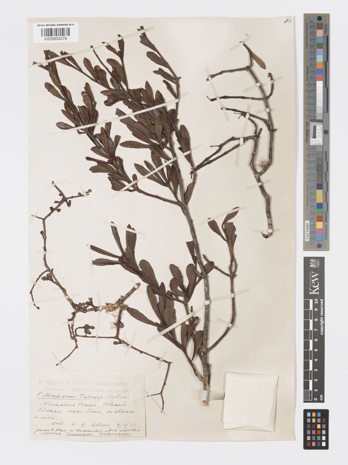 Pittosporum turneri Petrie | Plants of the World Online | Kew Science