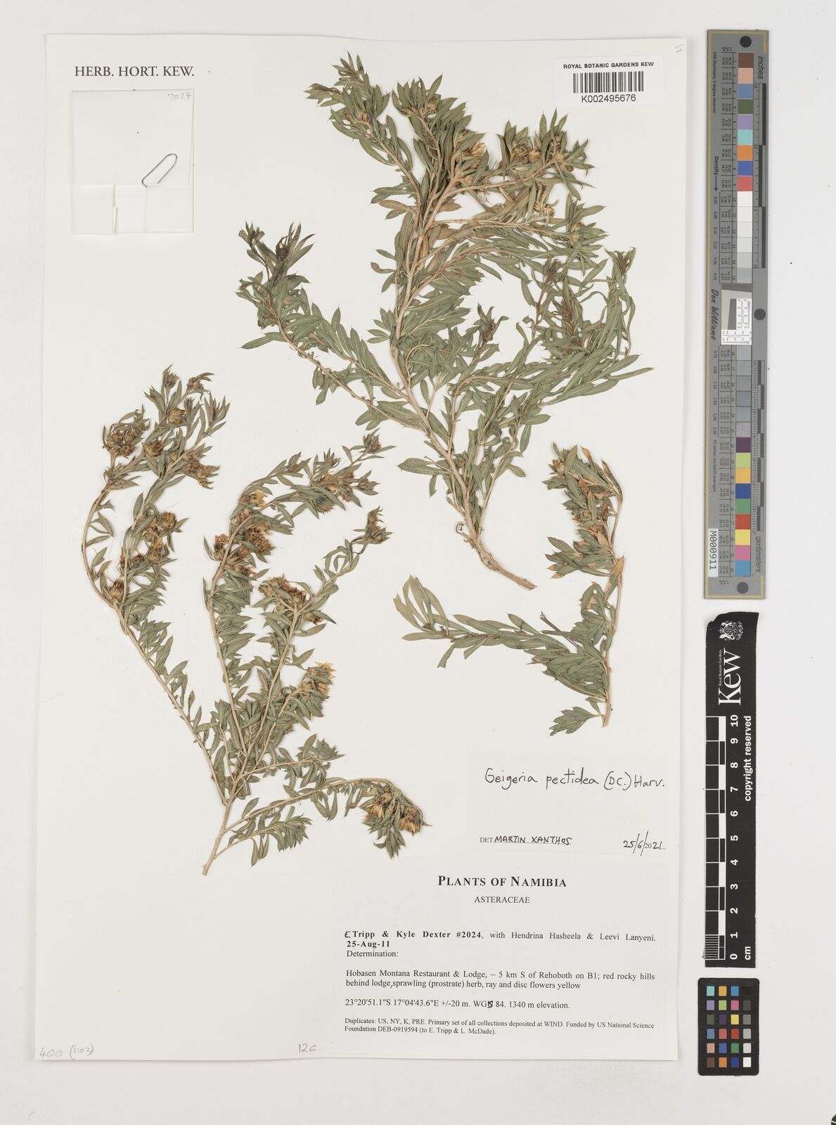 Geigeria pectidea (DC.) Harv. | Plants of the World Online | Kew Science