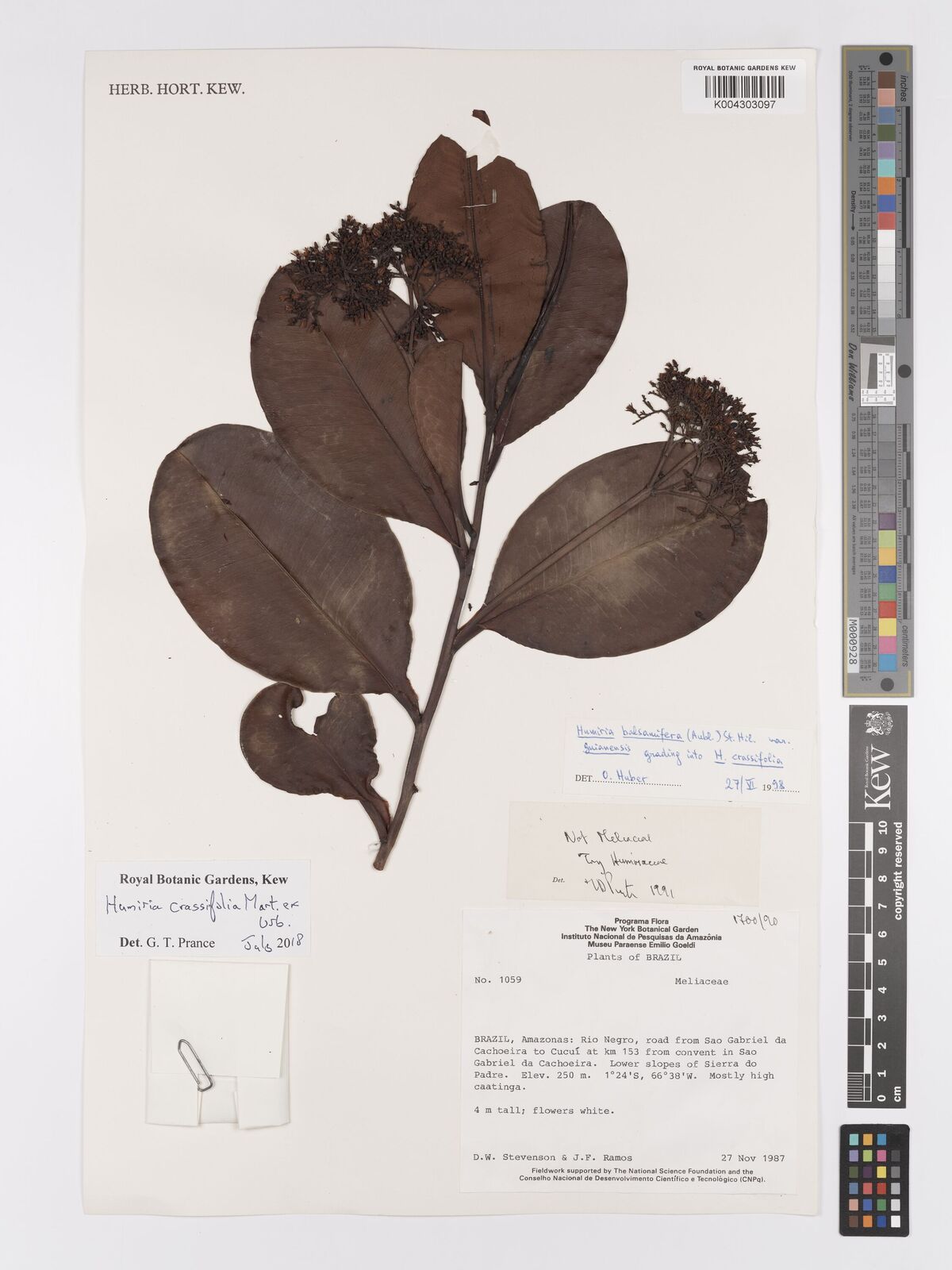 Humiria crassifolia Mart. | Plants of the World Online | Kew Science