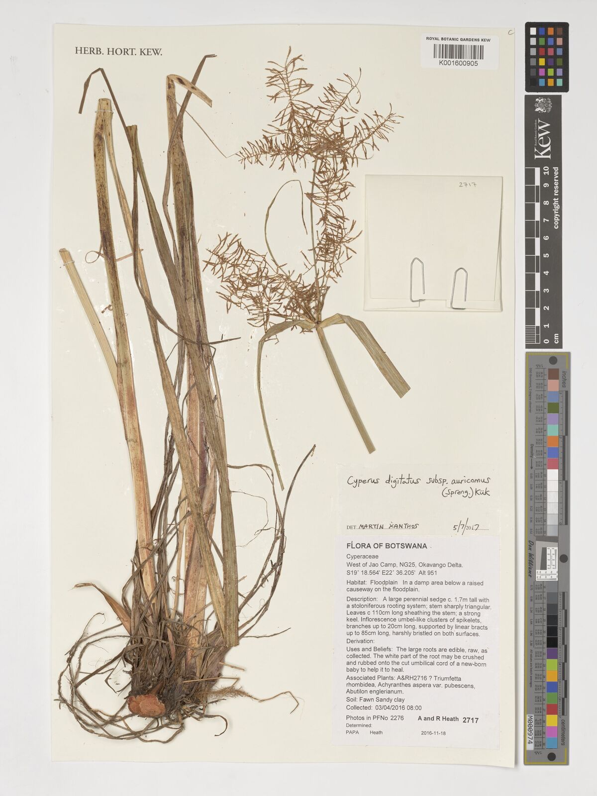 Cyperus digitatus subsp. auricomus (Sieber ex Spreng.) Kük. | Plants of ...