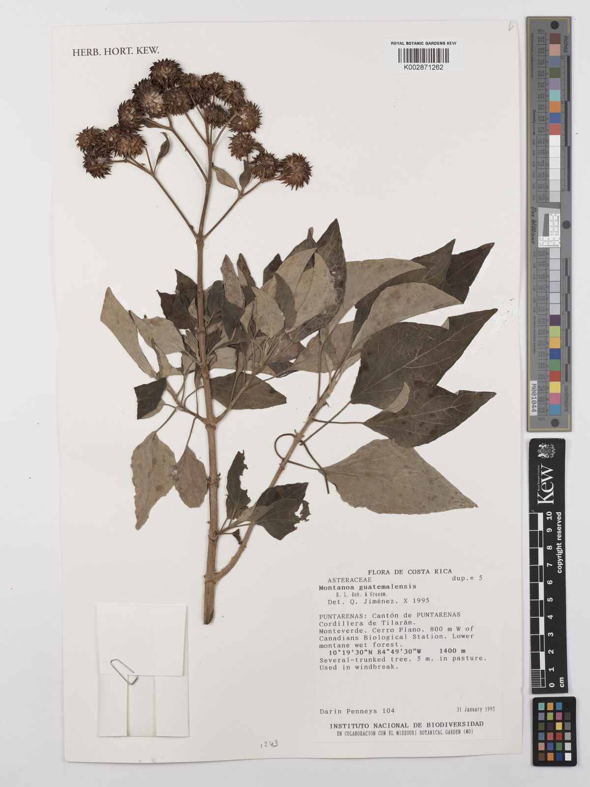 Montanoa guatemalensis B.L.Rob. & Greenm. | Plants of the World Online ...