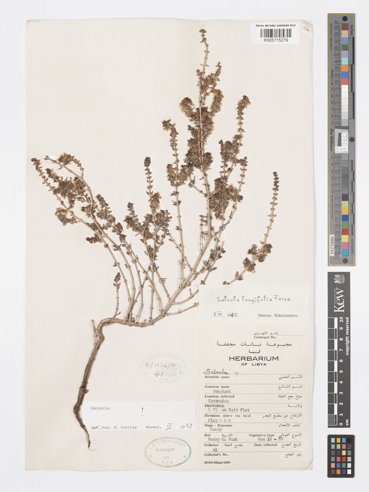 Soda longifolia (Forssk.) Akhani | Plants of the World Online | Kew Science