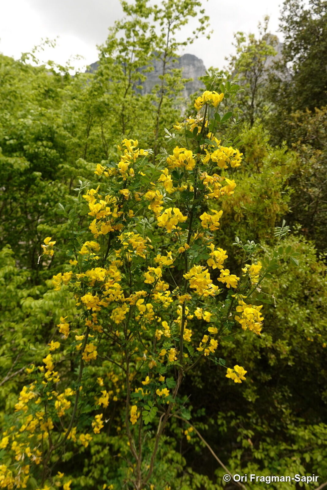 Hippocrepis emerus subsp. emerus | Plants of the World Online | Kew Science