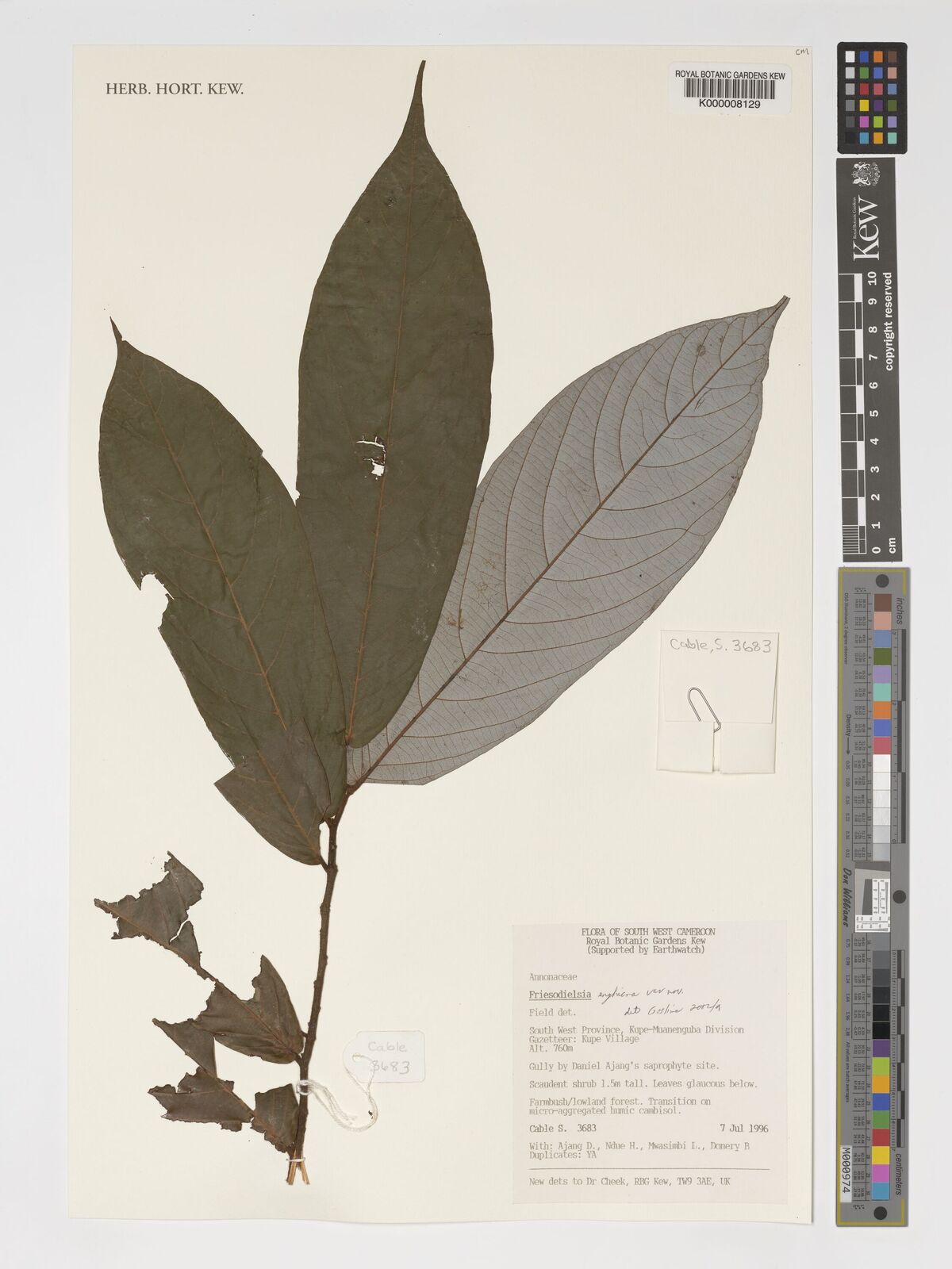 Monanthotaxis enghiana (Diels) P.H.Hoekstra | Plants of the World ...