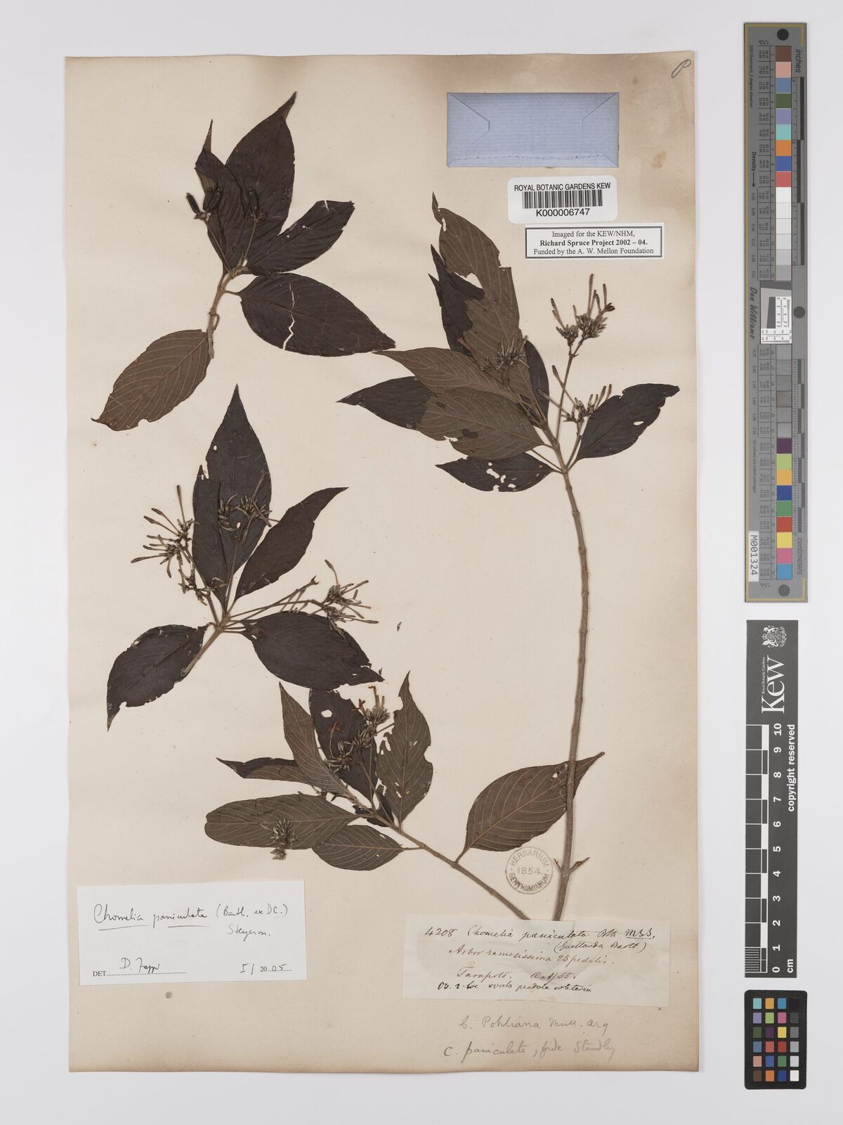 Chomelia paniculata (Bartl. ex DC.) Steyerm. | Plants of the World ...