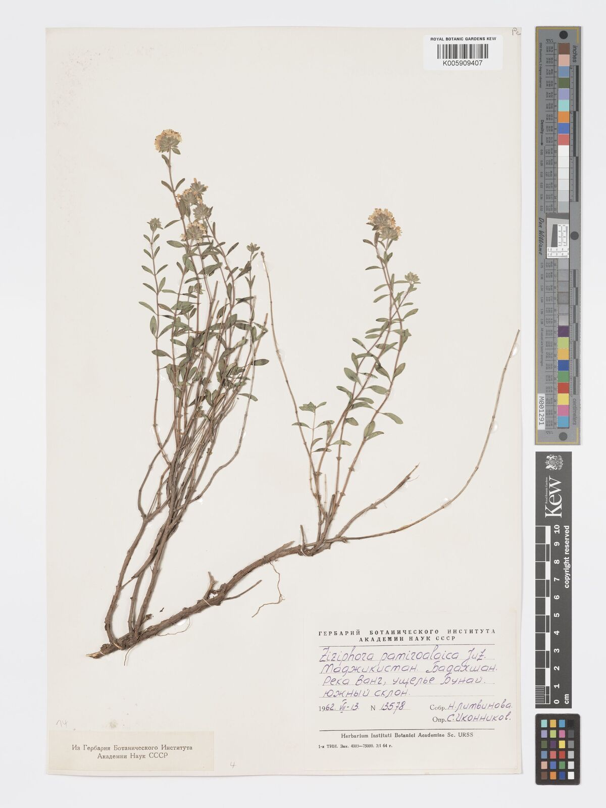 Ziziphora clinopodioides subsp. pamiroalaica (Juz.) Sennikov & Lazkov ...