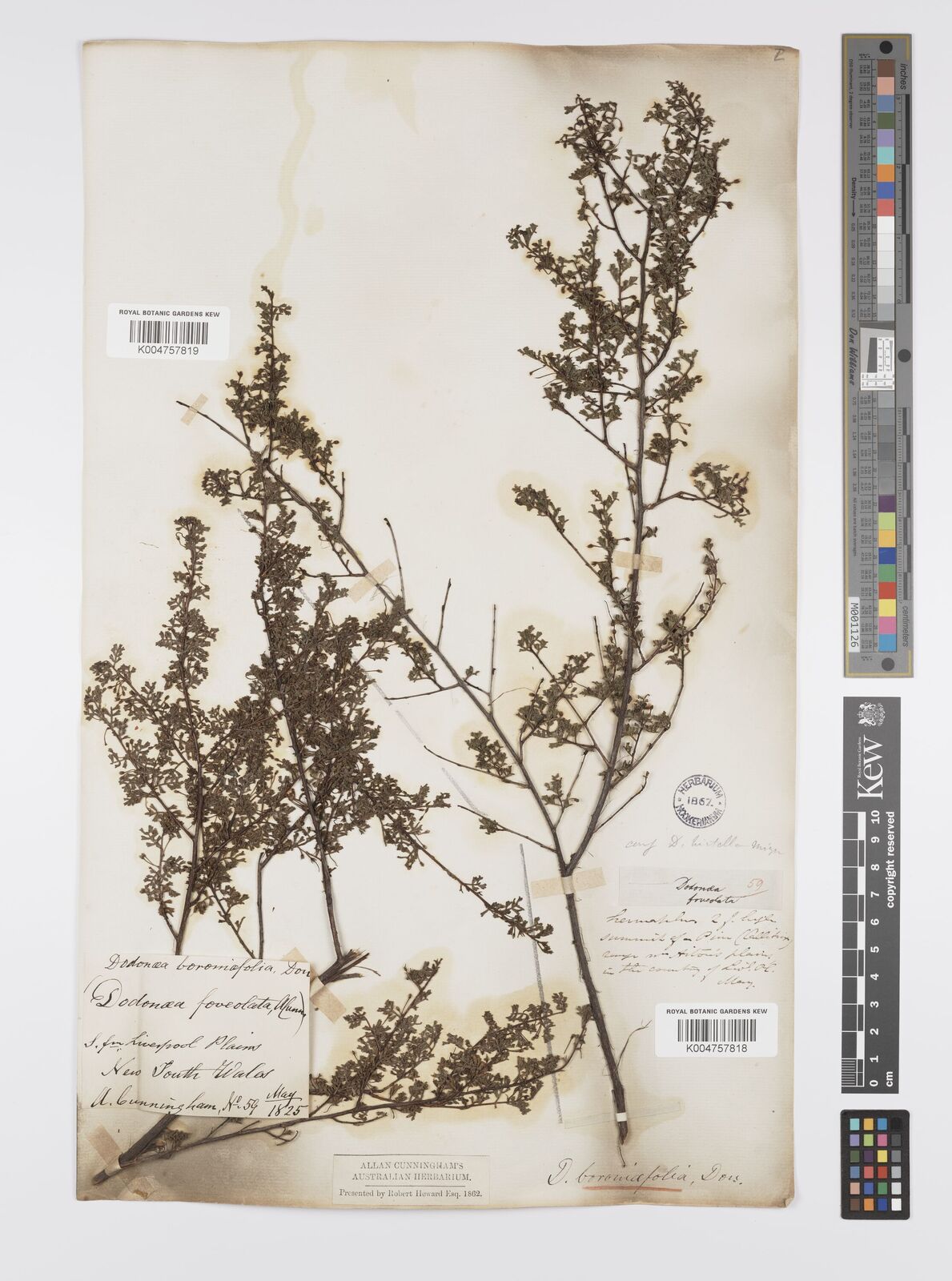 Dodonaea boroniifolia G.Don | Plants of the World Online | Kew Science