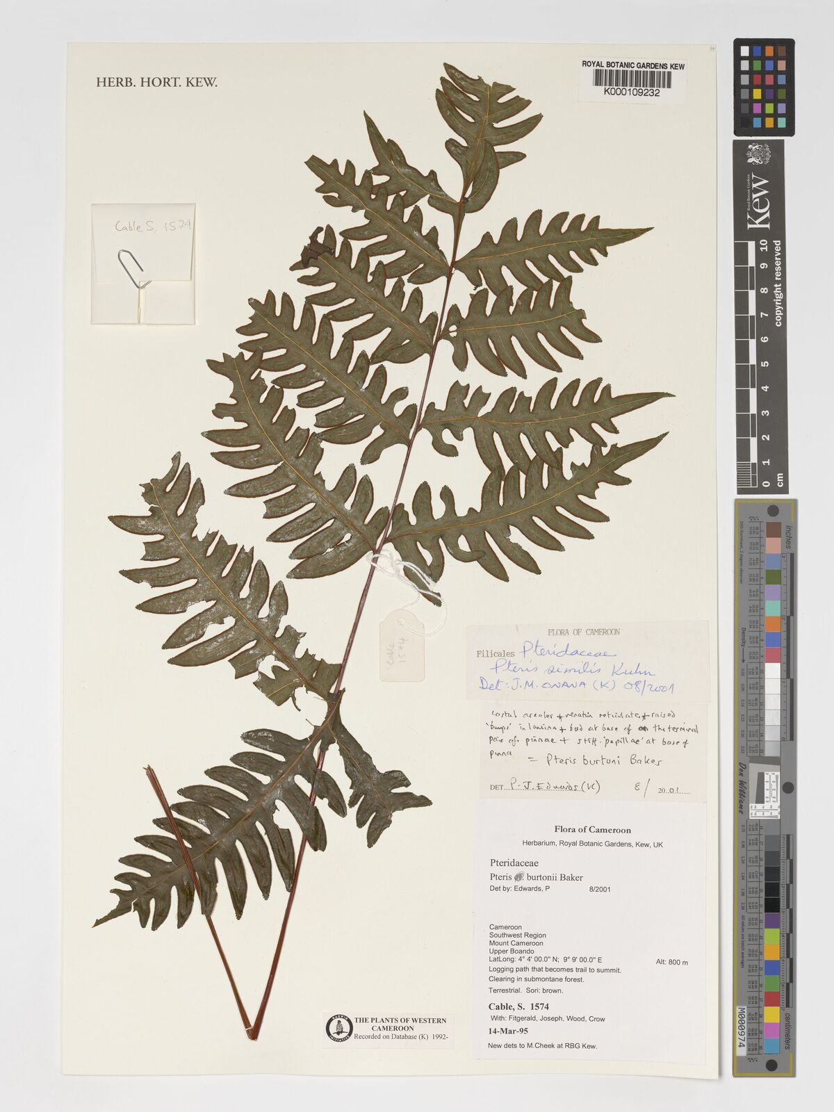 Pteris similis Kuhn | Plants of the World Online | Kew Science