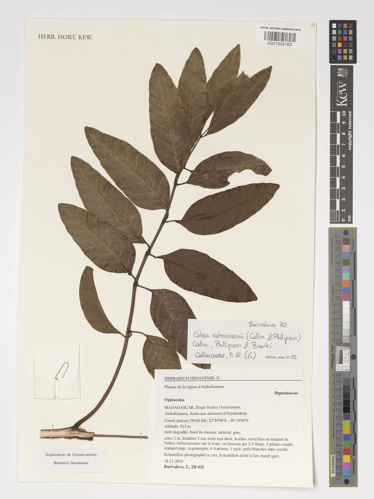 Colea Bojer ex Meisn. | Plants of the World Online | Kew Science