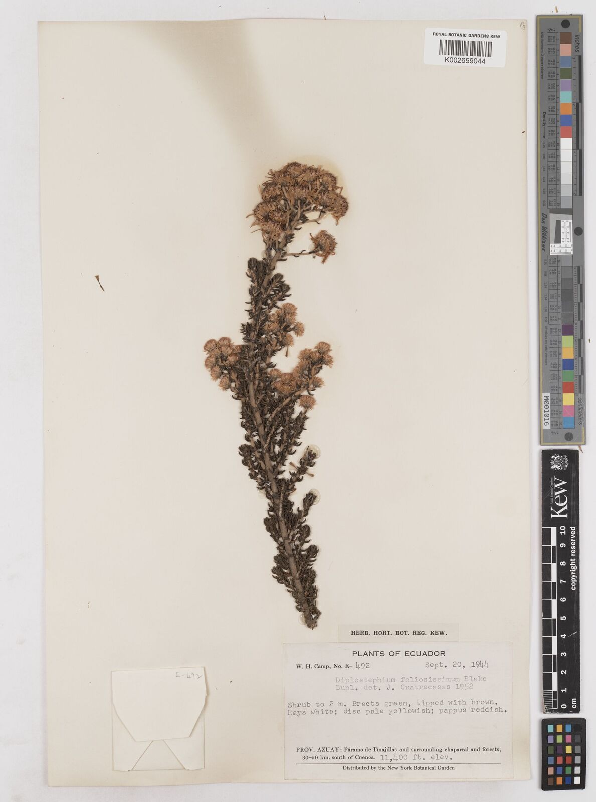 Diplostephium foliosissimum S.F.Blake | Plants of the World Online ...