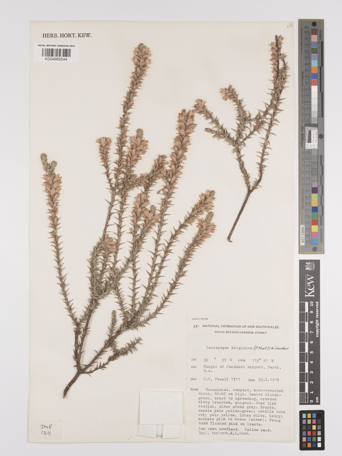 Styphelia kingiana F.Muell. | Plants of the World Online | Kew Science