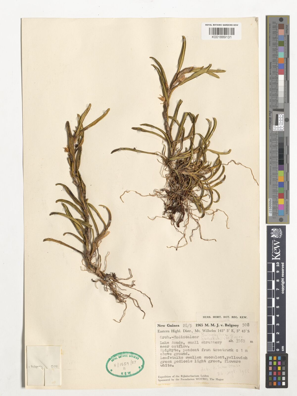 Bulbophyllum barbatum Barb.Rodr. | Plants of the World Online | Kew Science