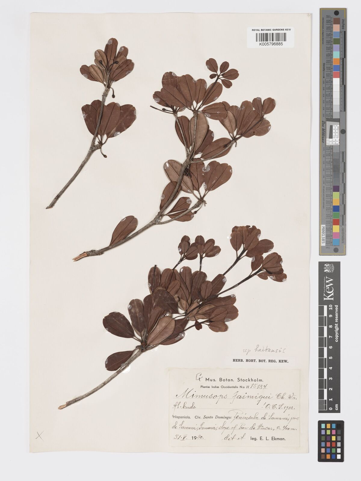 Manilkara jaimiqui subsp. haitensis (Cronquist) Cronquist | Plants of ...