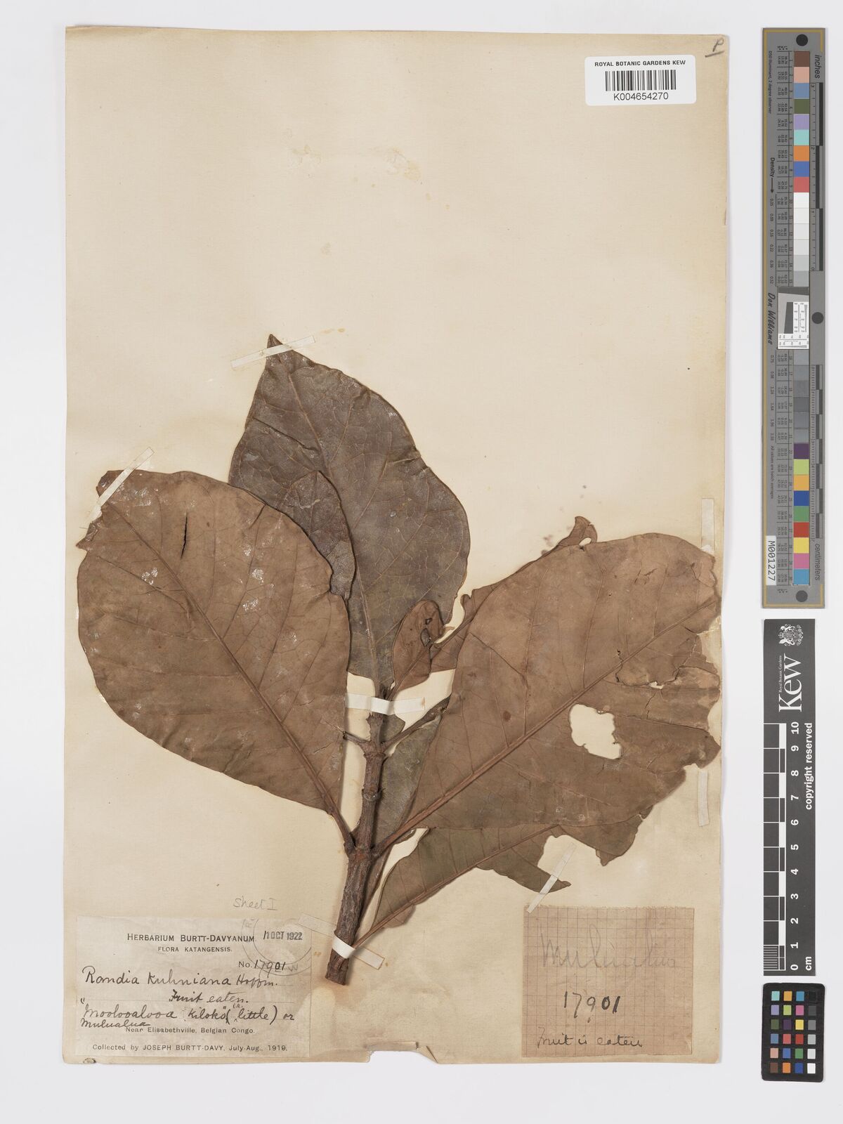 Rothmannia engleriana (K.Schum.) Keay | Plants of the World Online ...