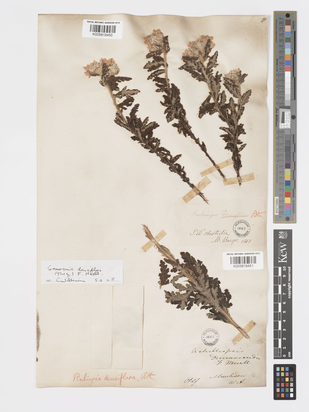 Commersonia densiflora (Turcz.) F.Muell. | Plants of the World Online ...