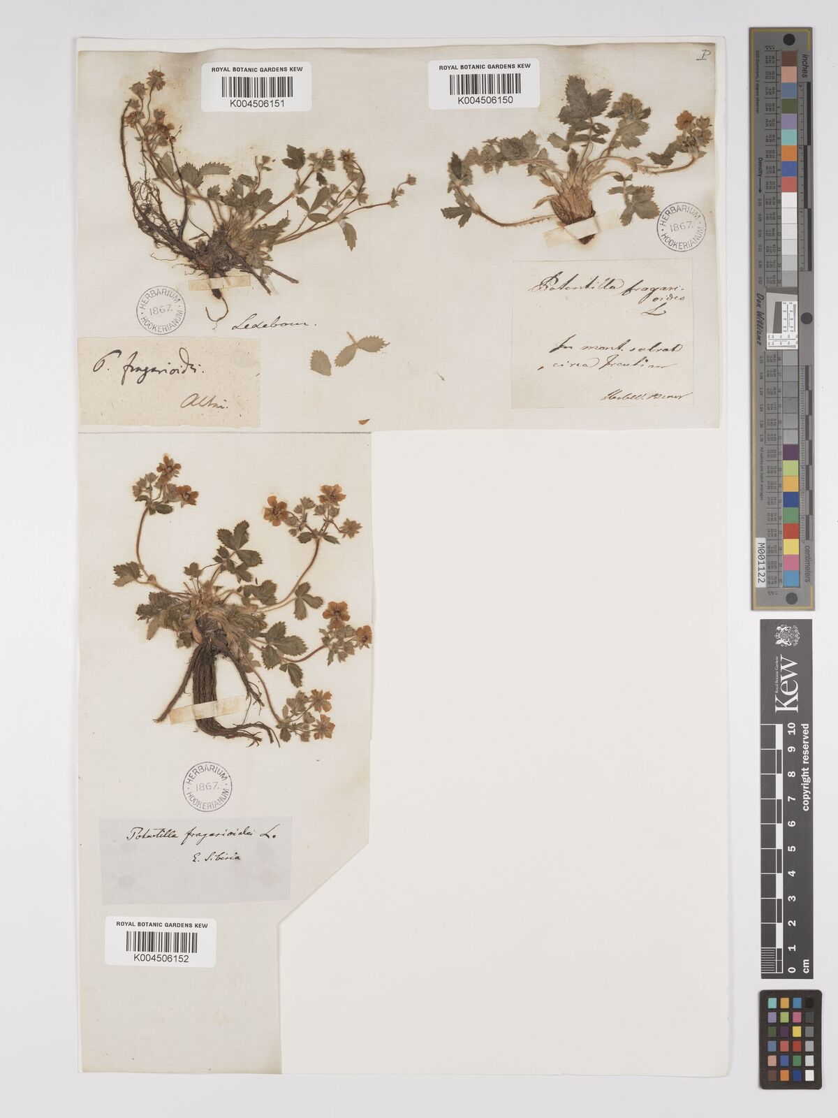 Potentilla fragarioides L. | Plants of the World Online | Kew Science