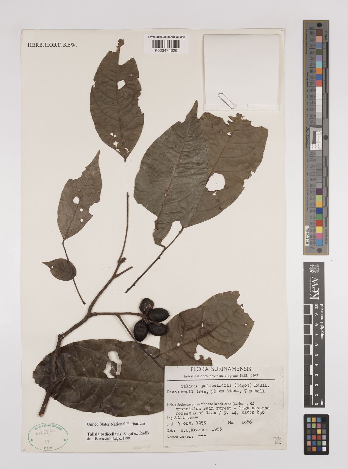 Melicoccus pedicellaris (Radlk.) Acev.-Rodr. | Plants of the World ...