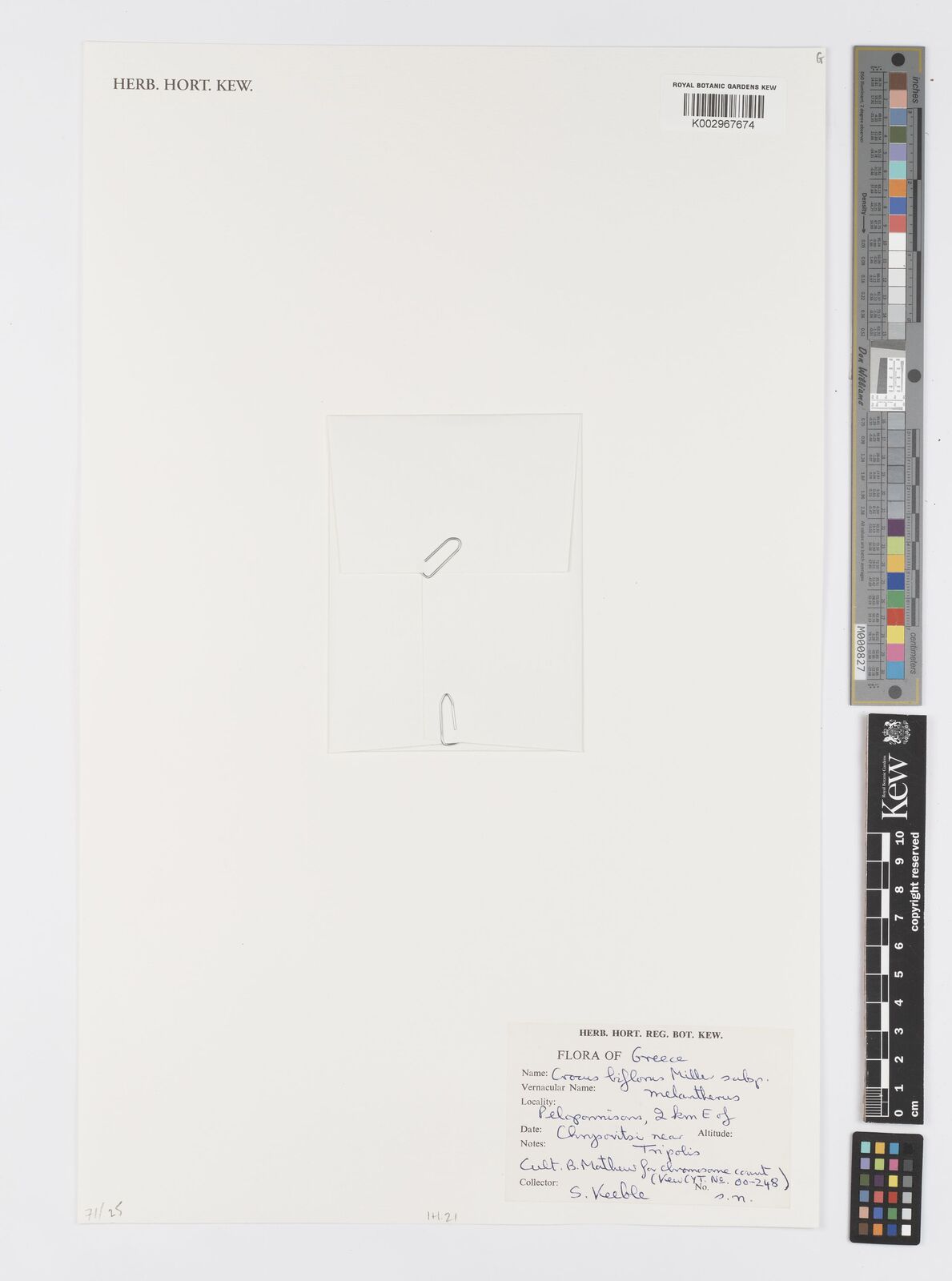 Crocus melantherus Boiss. & Orph. ex Maw | Plants of the World Online ...