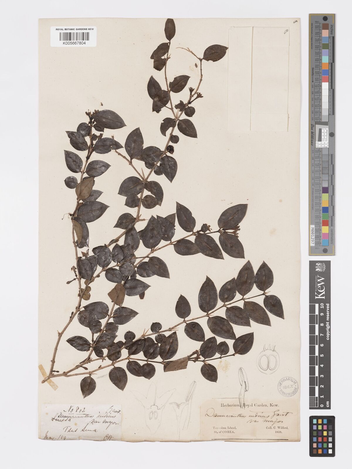 Damnacanthus indicus C.F.Gaertn. | Plants of the World Online | Kew Science