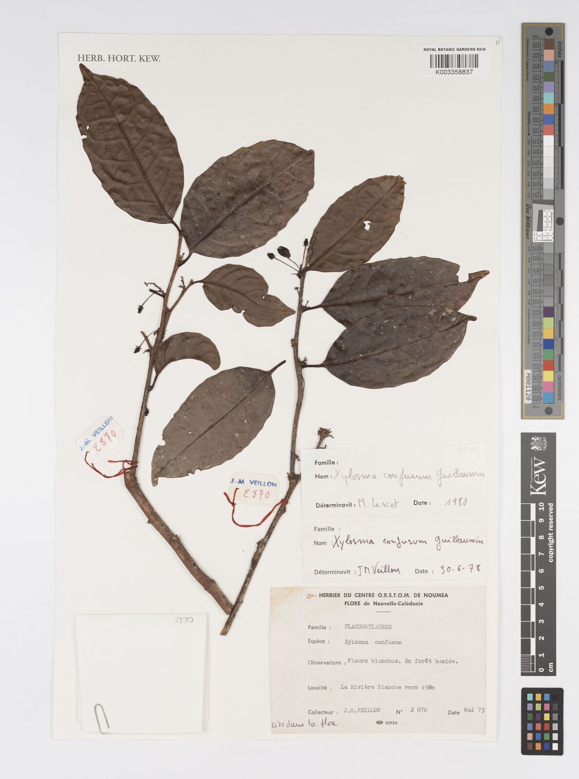 Xylosma confusa Guillaumin | Plants of the World Online | Kew Science