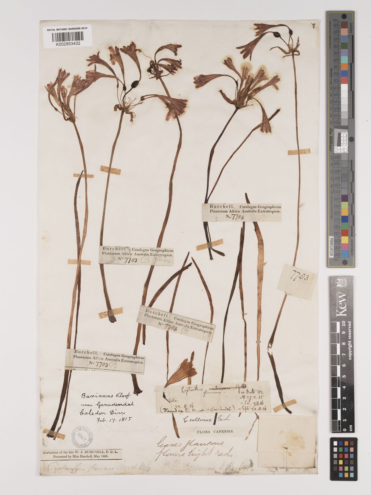 Cyrtanthus collinus Ker Gawl. | Plants of the World Online | Kew Science