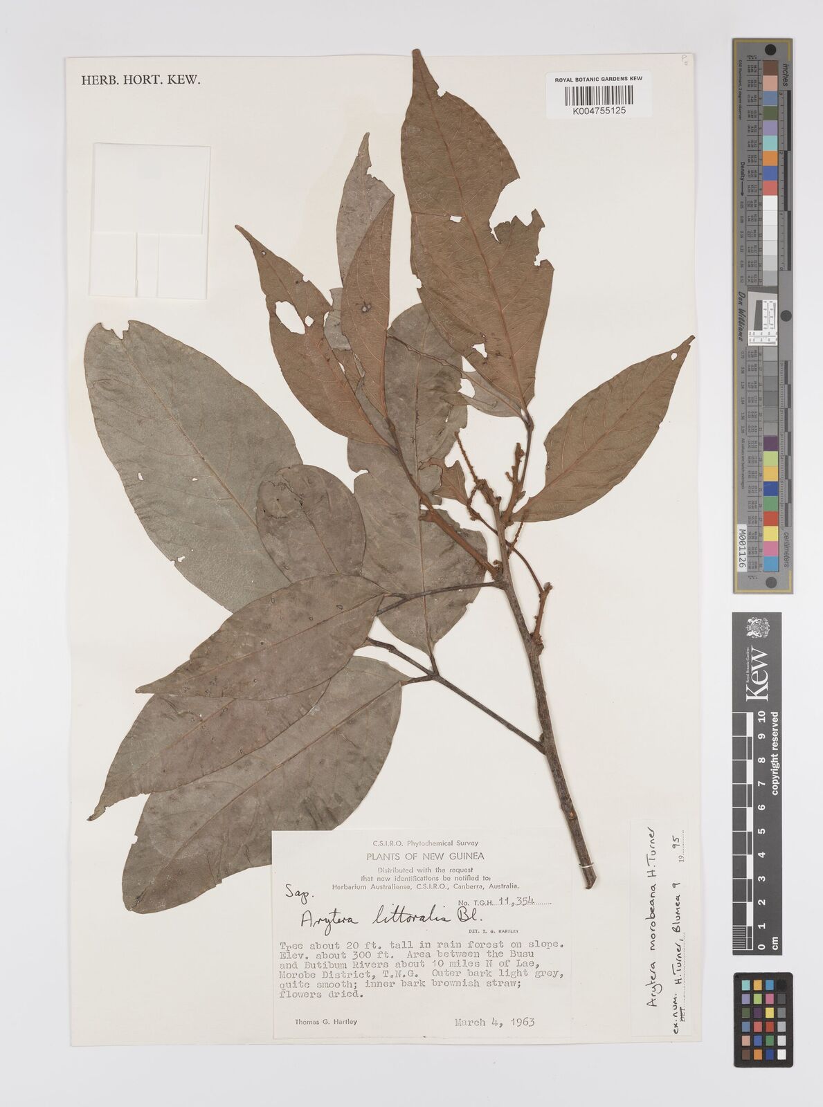 Arytera morobeana H.Turner | Plants of the World Online | Kew Science
