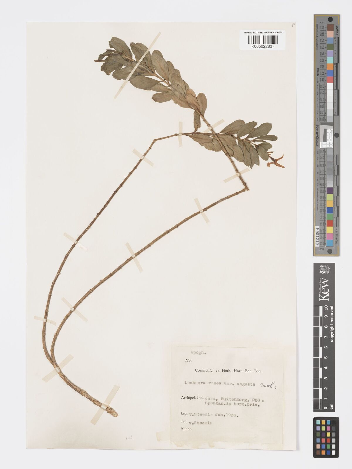 Catharanthus roseus var. angustus (Steenis) Bakh. | Plants of the World ...