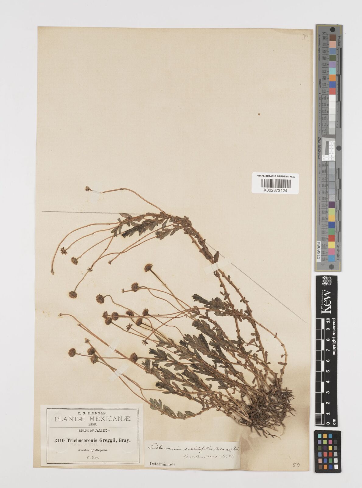 Trichocoronis sessilifolia (S.Schauer) B.L.Rob. | Plants of the World ...