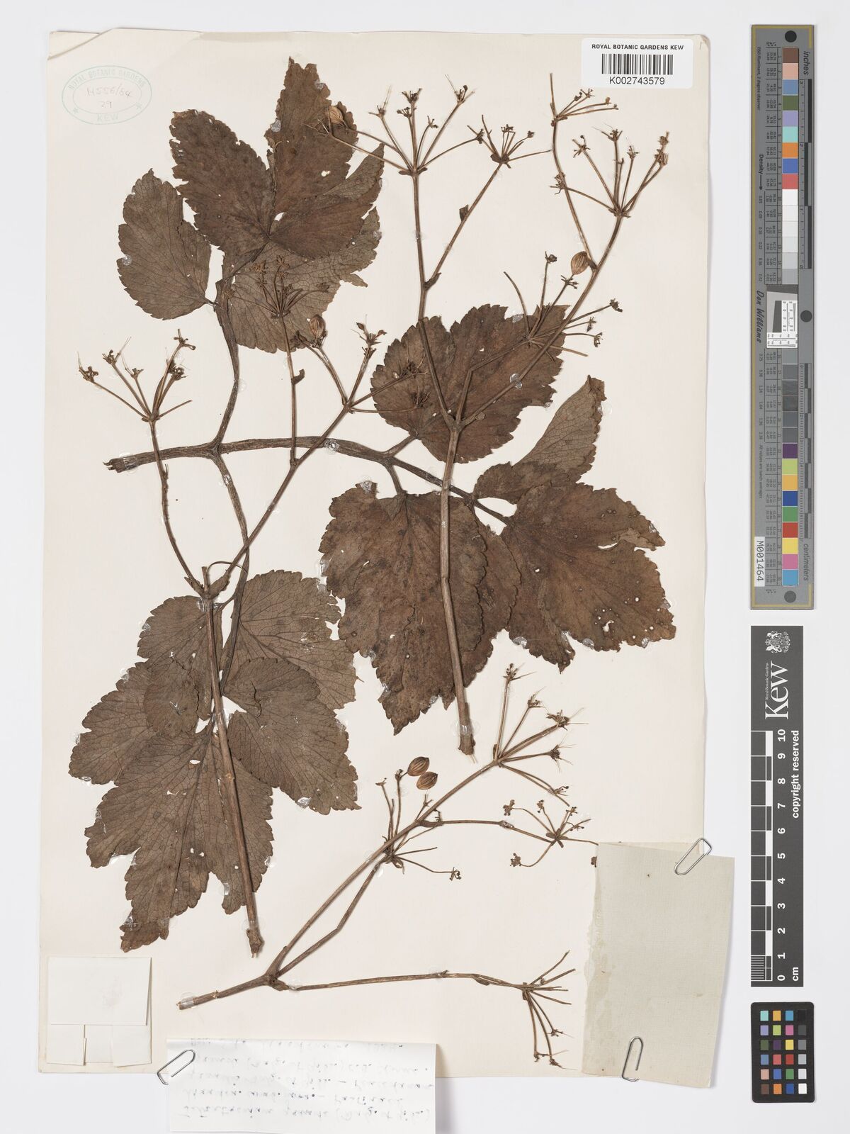 Tetrataenium grande (Dalzell & A.Gibson) Manden. | Plants of the World ...