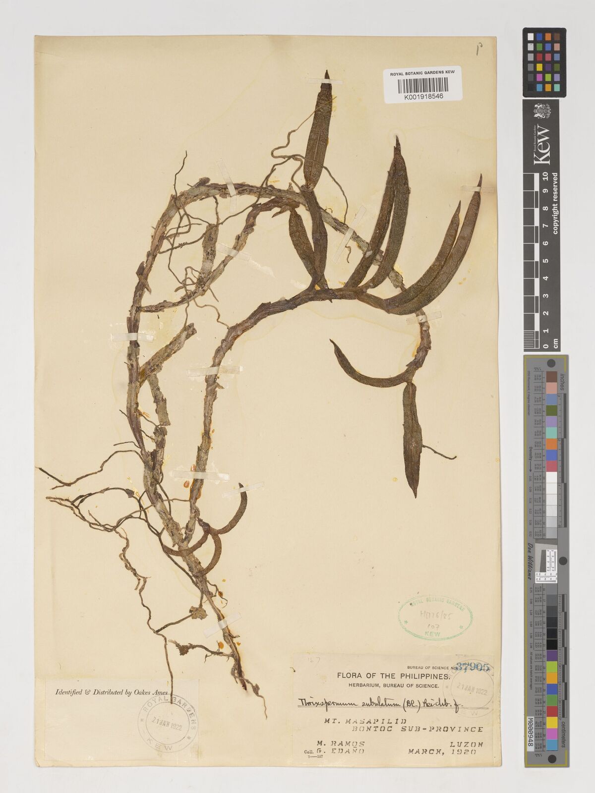 Thrixspermum subulatum (Blume) Rchb.f. | Plants of the World Online ...