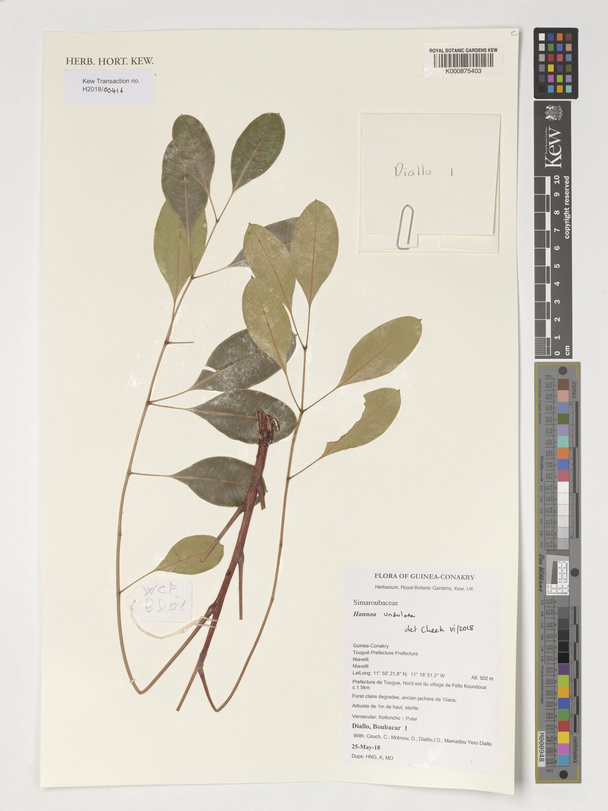 Hannoa Planch. | Plants of the World Online | Kew Science