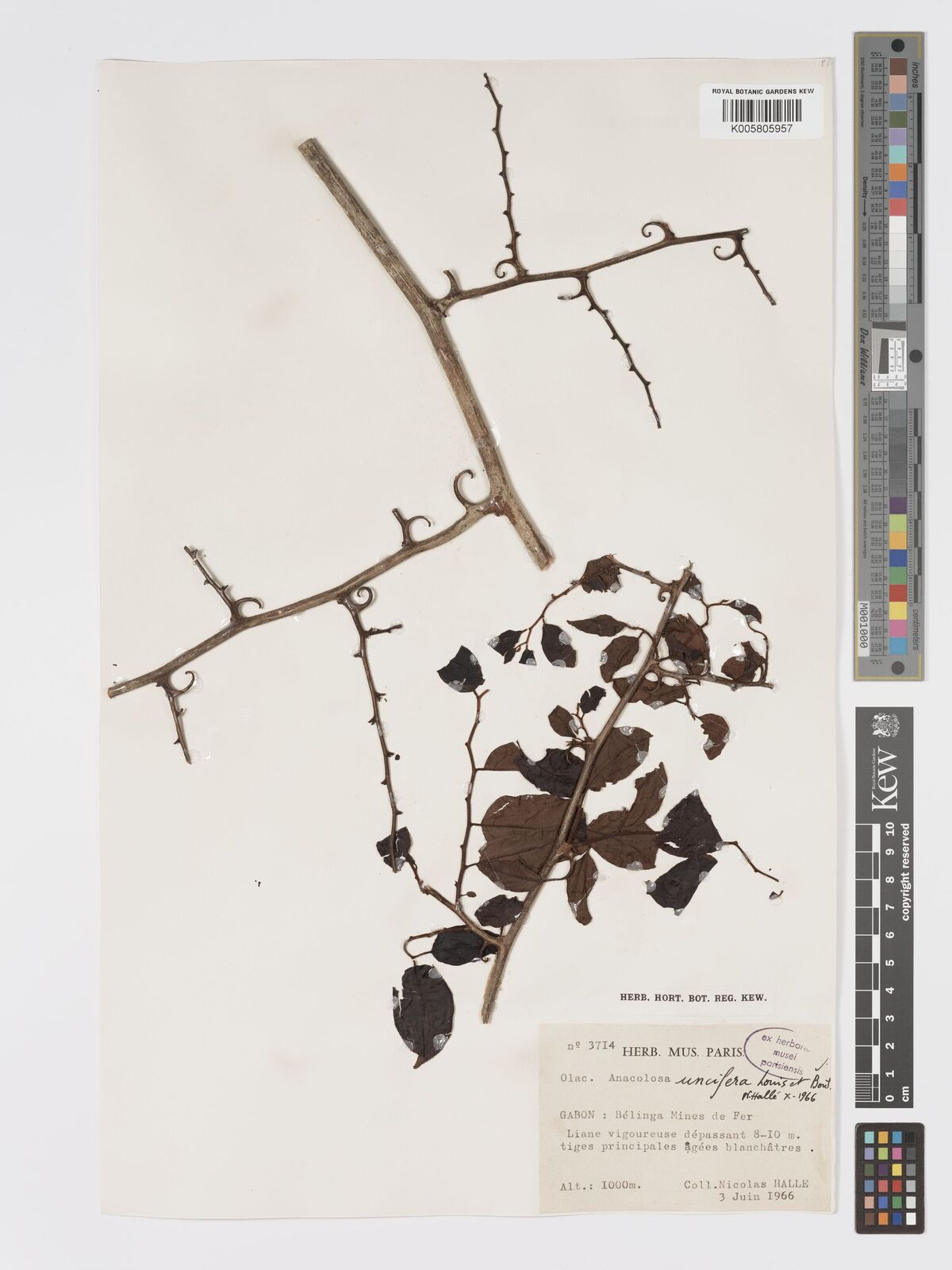 Anacolosa (Blume) Blume | Plants of the World Online | Kew Science