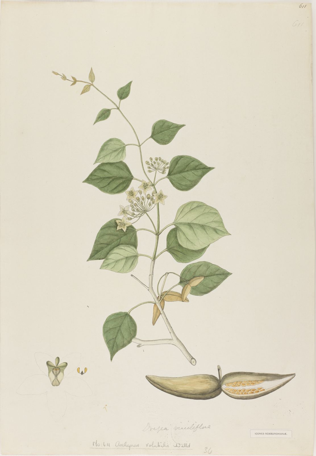 Wattakaka volubilis (L.f.) Stapf | Plants of the World Online | Kew Science