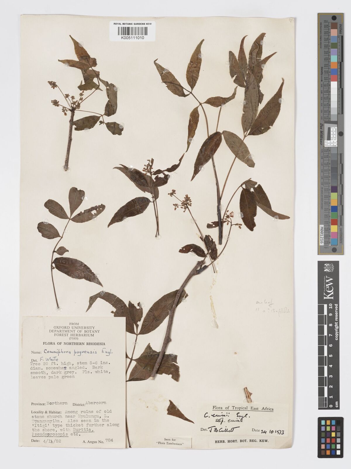 Commiphora eminii subsp. eminii | Plants of the World Online | Kew Science