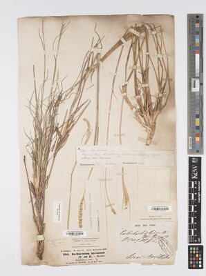 Lasiurus scindicus Henrard | Plants of the World Online | Kew Science