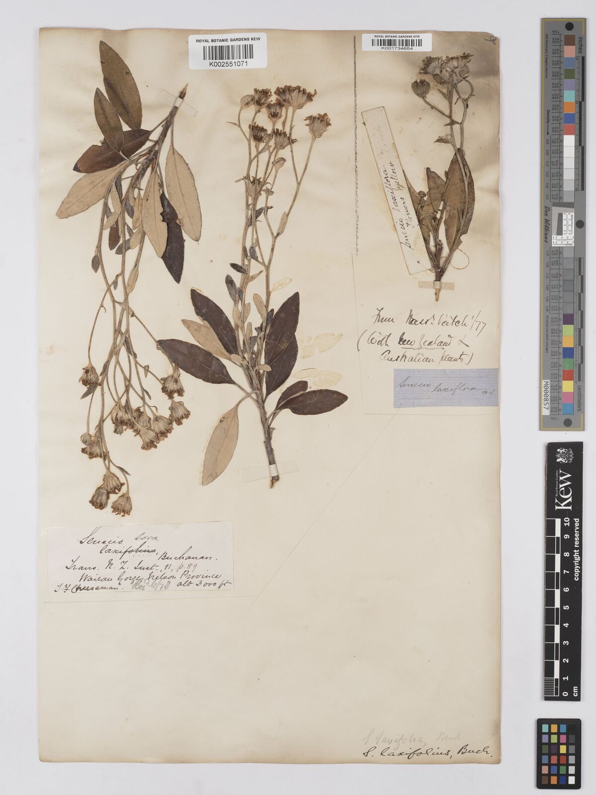 Brachyglottis laxifolia (Buchanan) B.Nord. | Plants of the World Online ...