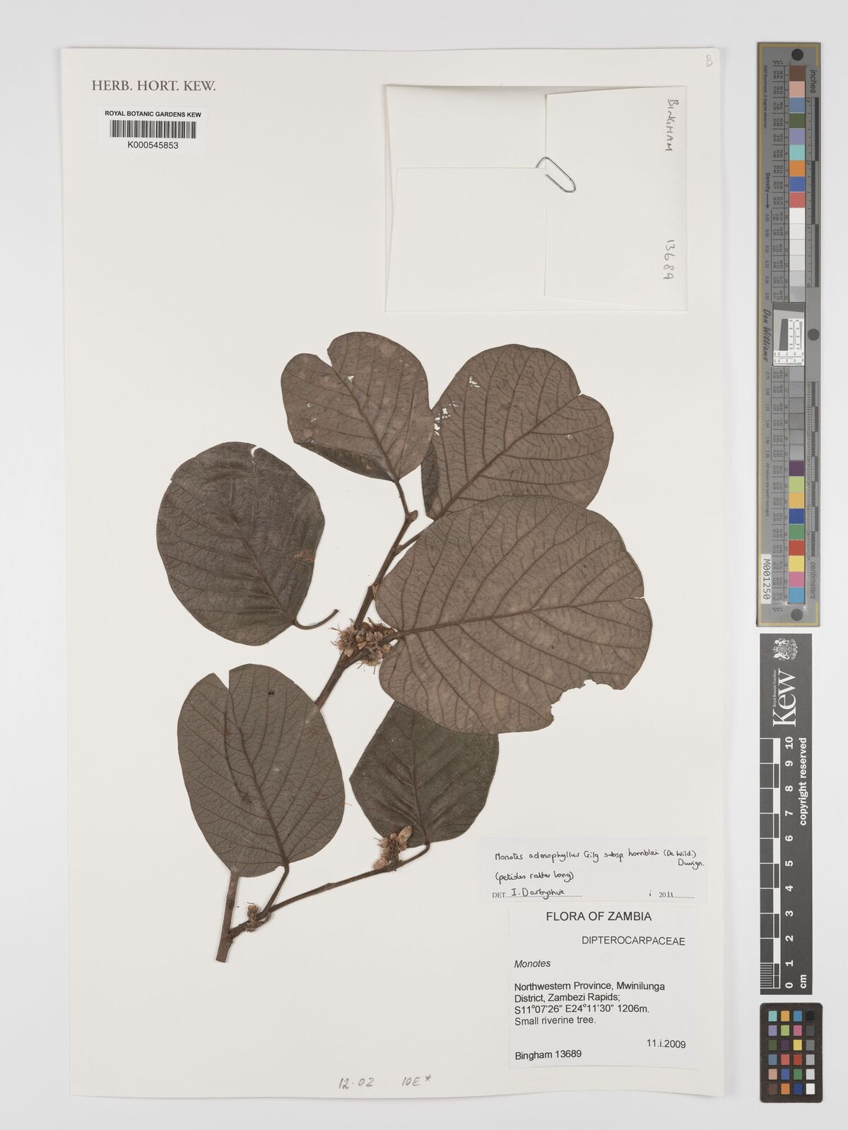 Monotes adenophyllus Gilg | Plants of the World Online | Kew Science